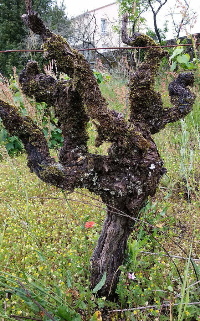 Vieille Branche atelier de bois sablé - cep de vigne déco