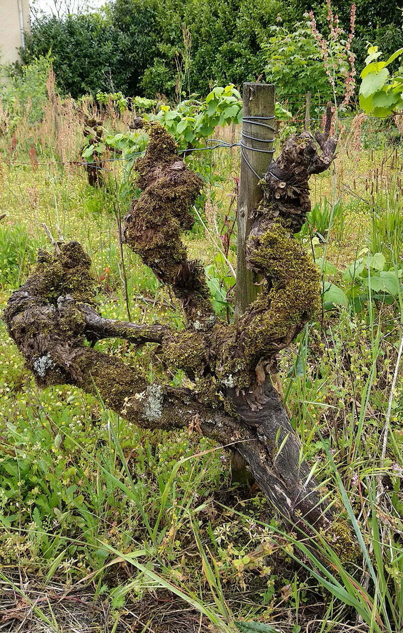 Vieille Branche atelier de bois sablé - cep de vigne déco