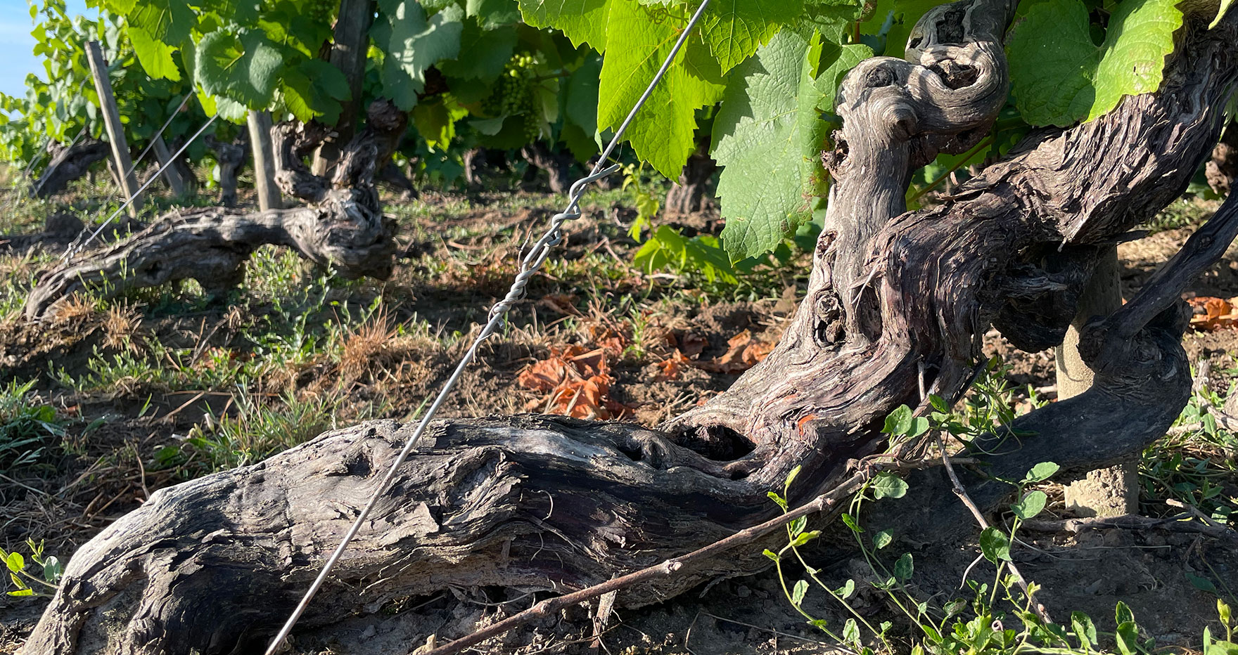 Everything you need to know about the famous vine stock